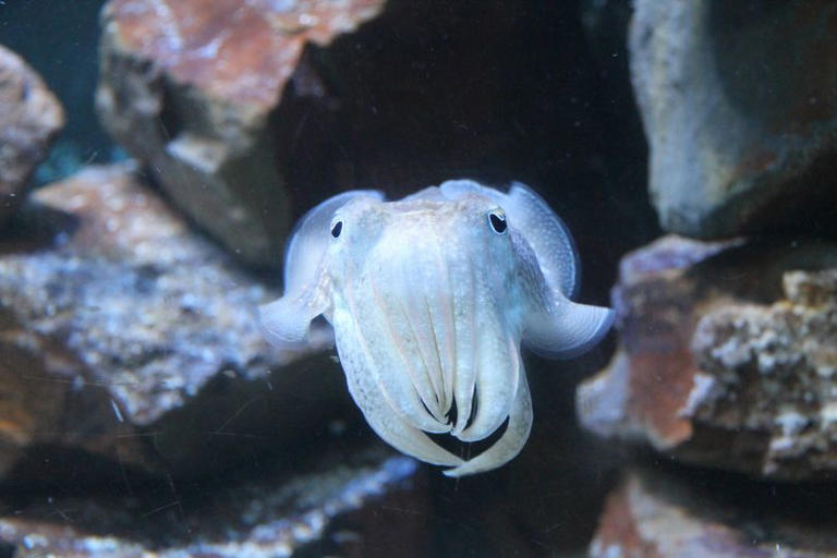 Weston-super-Mare local surprised after spotting unexpected creature ...