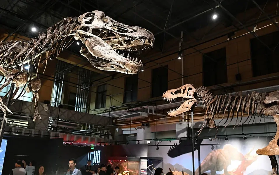 T rex’s secret to tiny arms and giant bite