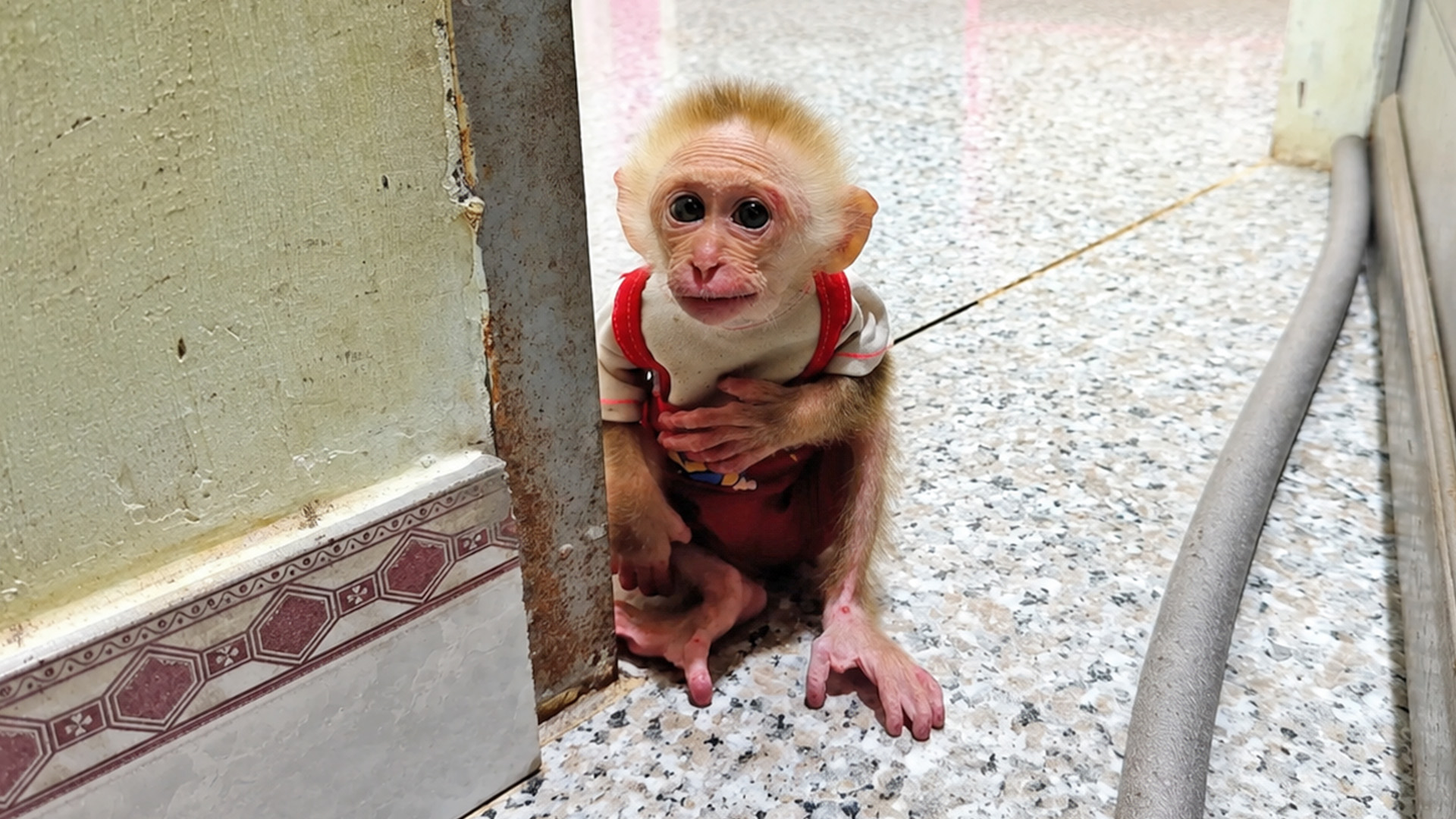 Baby Monkey Misses Mom But CUTIS Knows What To Do