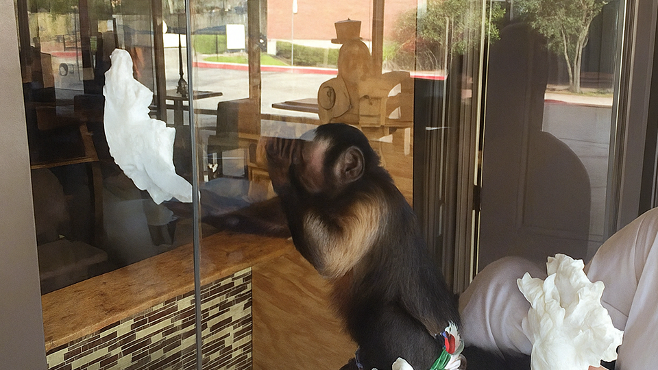 Monkey reaching toward a tissue through glass