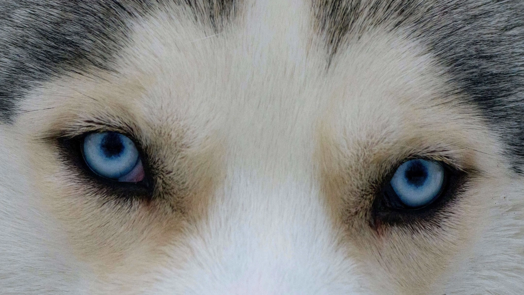Understanding the meaning behind your dog's gaze