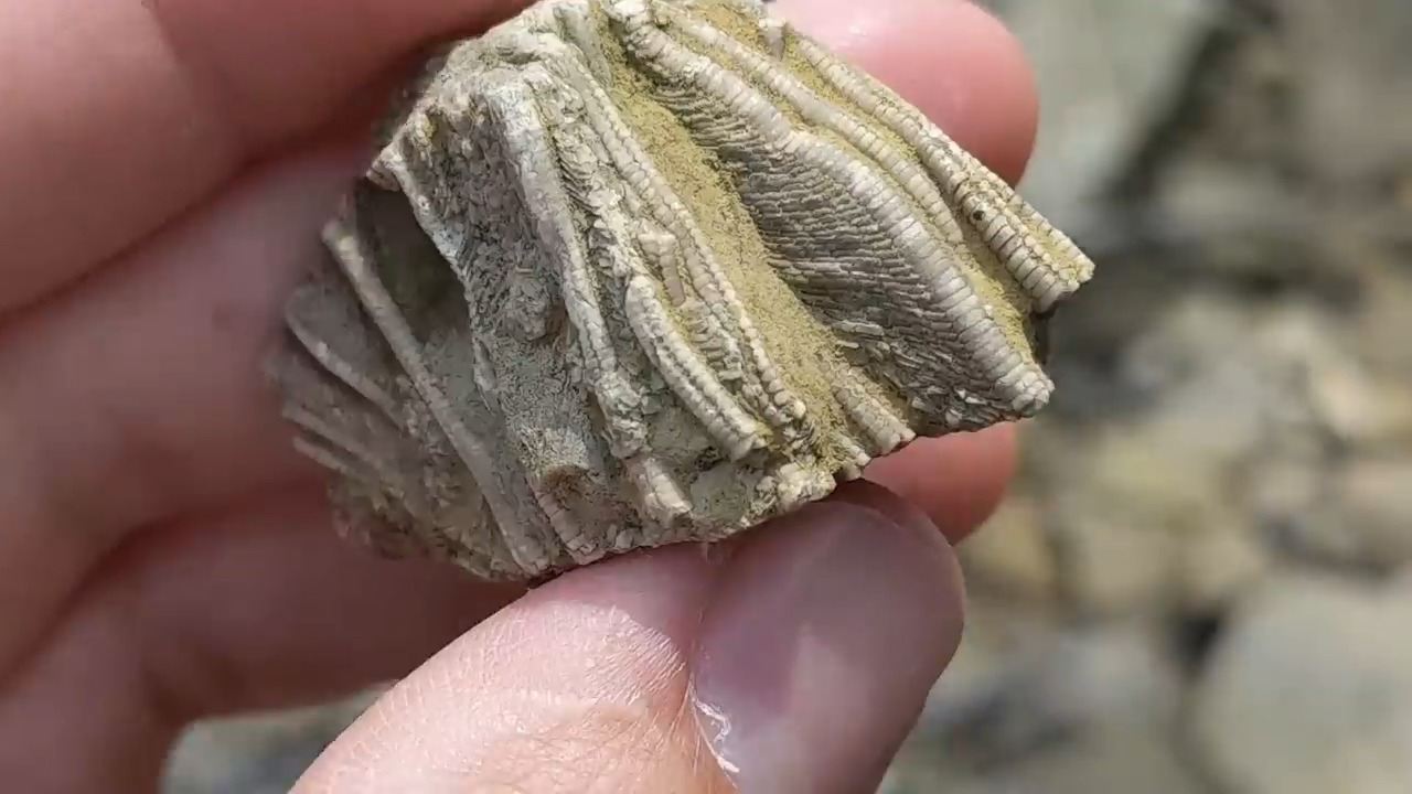 A Michigan beach hid marine fossils, 390 million years, then the quarry ...