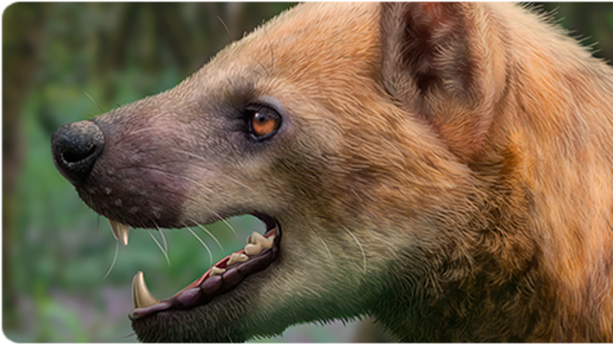 Descubren un «perro-oso» que vivió en Cataluña hace unos 16 millones de ...
