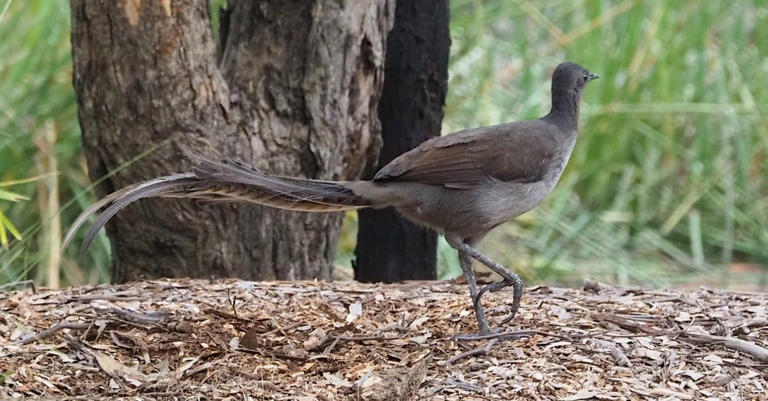 Animals with superpowers that sound completely fake