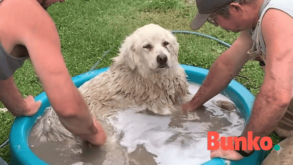 Trapped beneath a log for two days: Missing senior dog Ivy rescued from ...