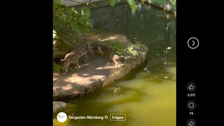Tiergarten Nürnberg: Neue Details zu besonderem Nachwuchs
