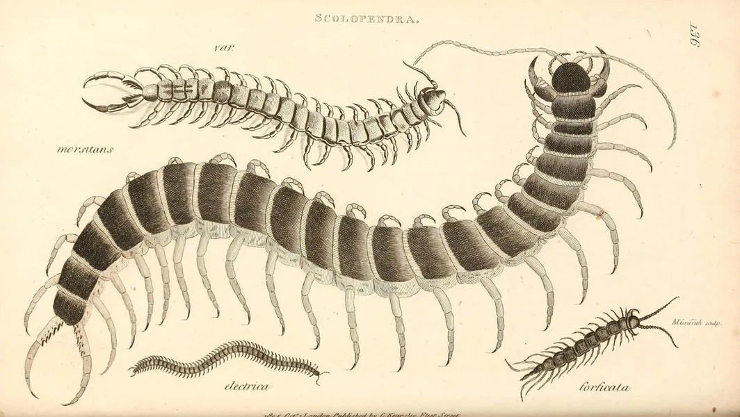 Centipede secrets every homeowner should know