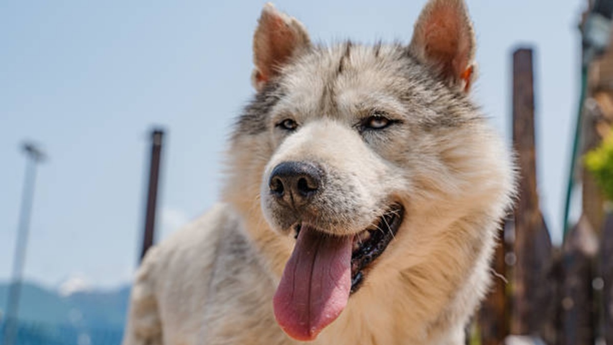 What Disney character is your dog breed? These personality matches are ...
