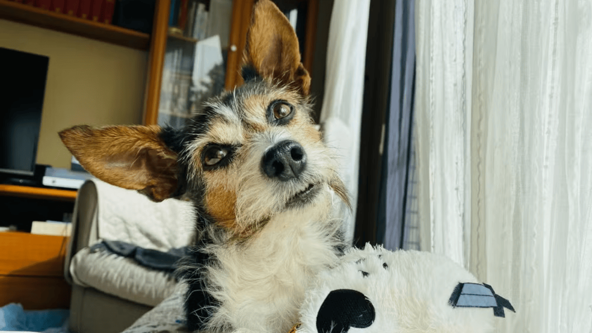 Your dog tilts their head when you talk to them. Here's the heart ...