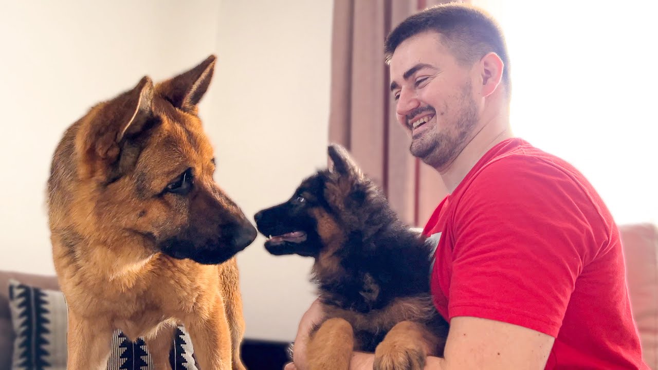 Duitse herder ontmoet voor het eerst een Duitse herder puppy