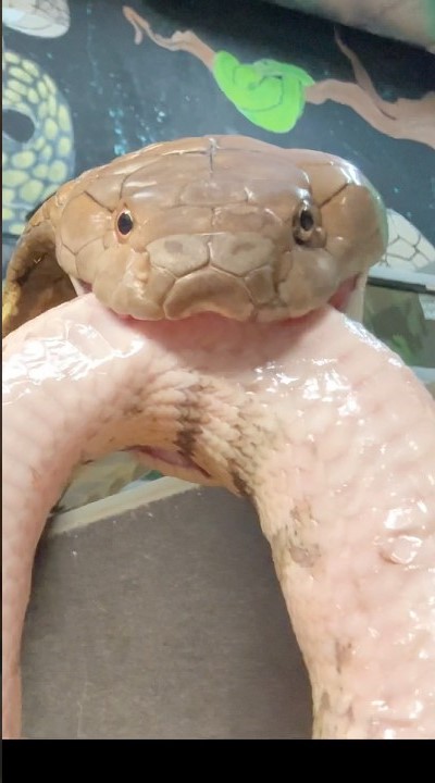 King cobra eats python!