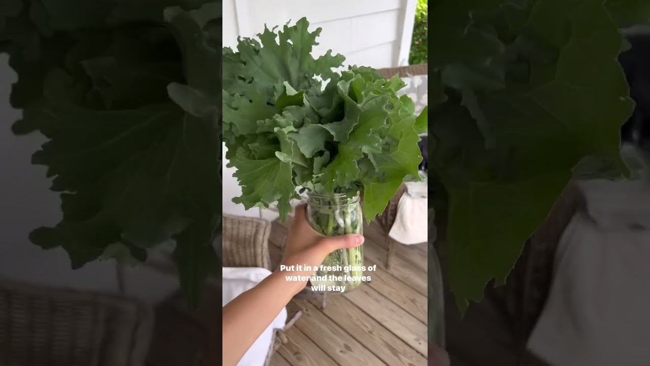 Harvest fresh kale from your home garden successfully