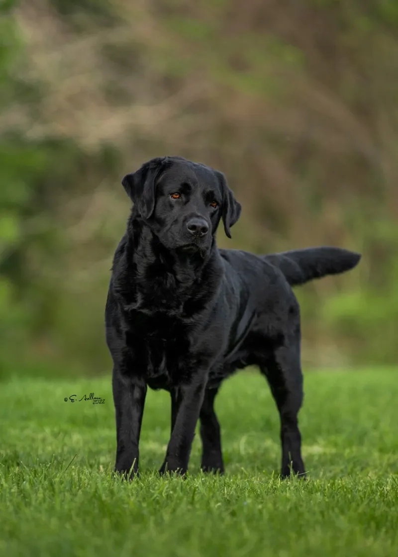 Forget endless training struggles – these 11 dog breeds actually want ...