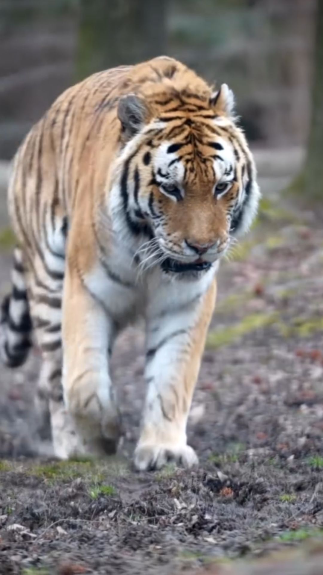 Amur tiger status downgraded: From critically endangered to endangered