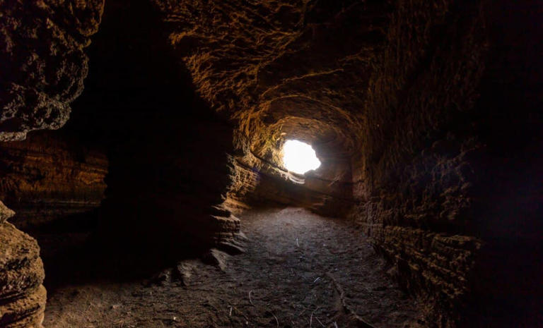 Scientists uncover 16 fossil species preserved in an isolated cave ...