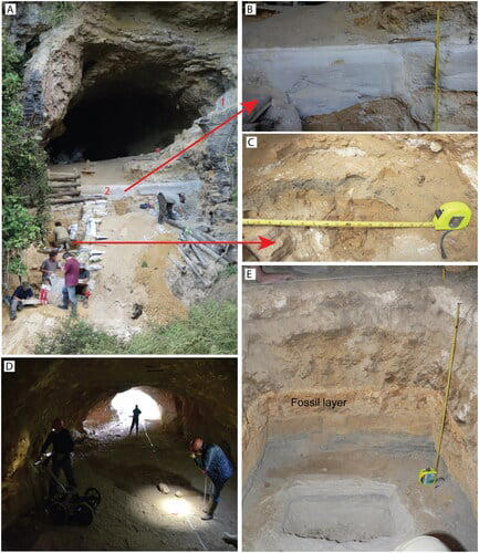 Scientists uncover 16 fossil species preserved in an isolated cave ...