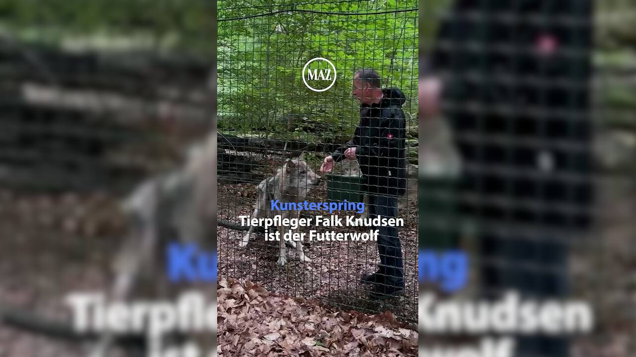 Tierpfleger Falk Knudsen ist der Futterwolf in Kunsterspring