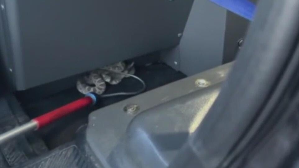 Rattlesnake discovered near Adams City High School released