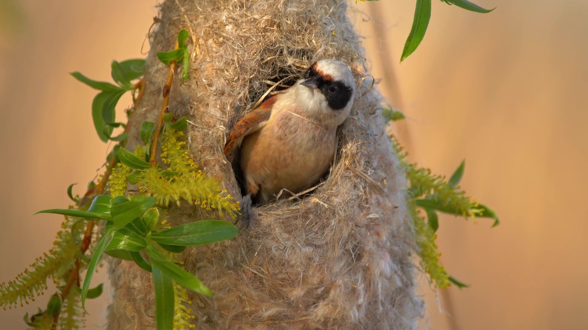 I captured a rare penduline tit nesting moment