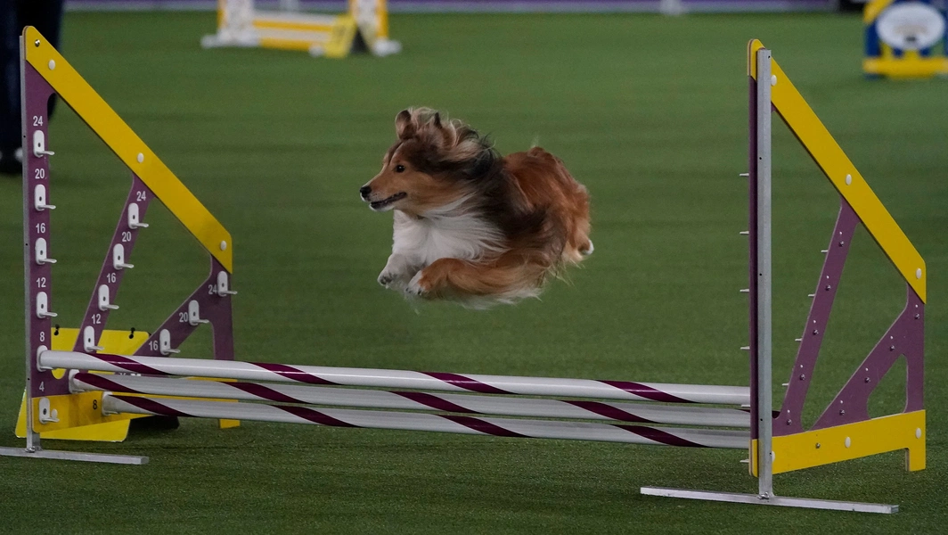 15 energetic dog breeds for active owners