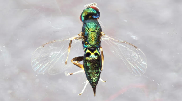 Scientists found a wasp that manipulates other wasps into digging its ...