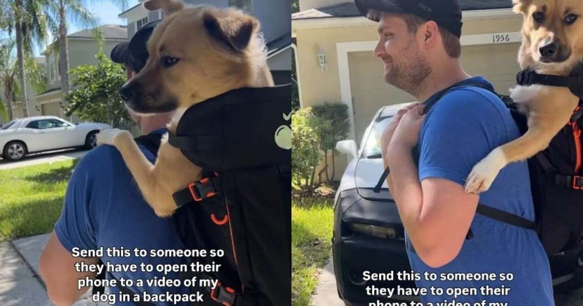 Shelter dog rescued from streets now admires the world on piggyback ...