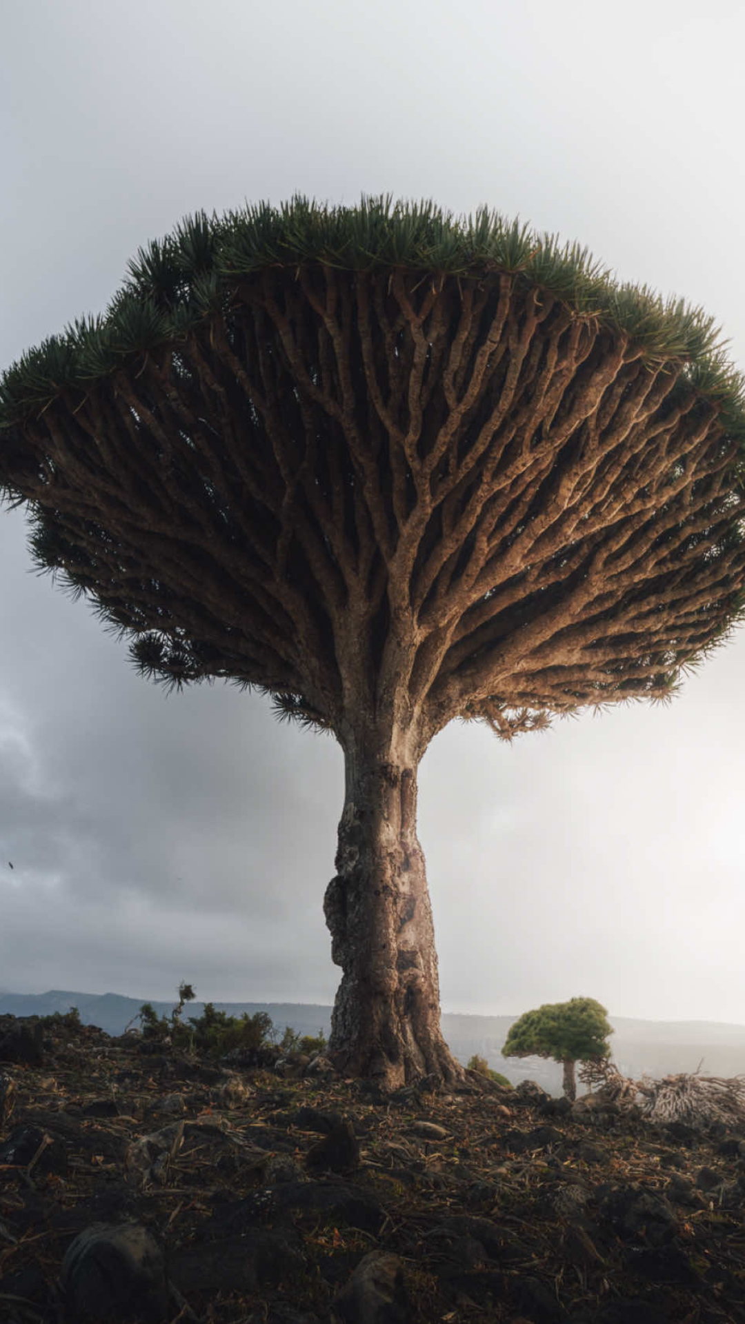 Socotra’s Alien Looking Trees That Seem from Another Planet