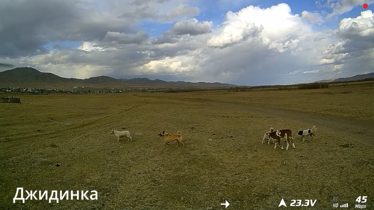 Drone rescue: saving a calf from dog attack in Buryatia, Russia