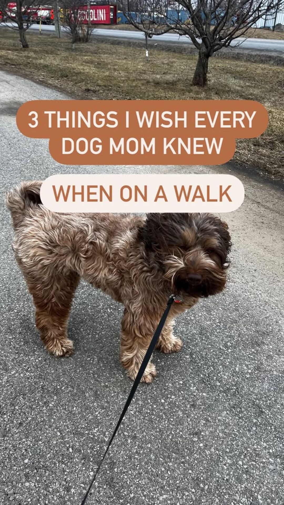 Dog walking tips that may surprise you: Must know advice