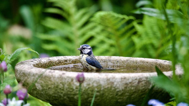 Say bye to traditional bird baths: Amazon's find that fits anywhere