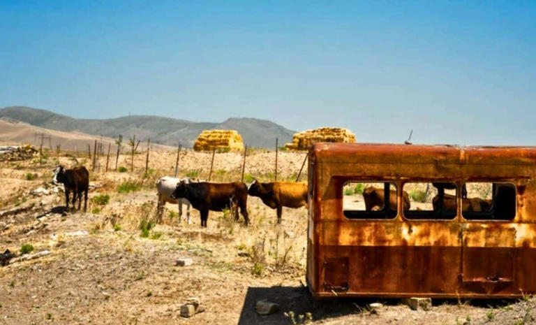 In 1871, a farmer left five cows stranded on a remote island. 130 years ...