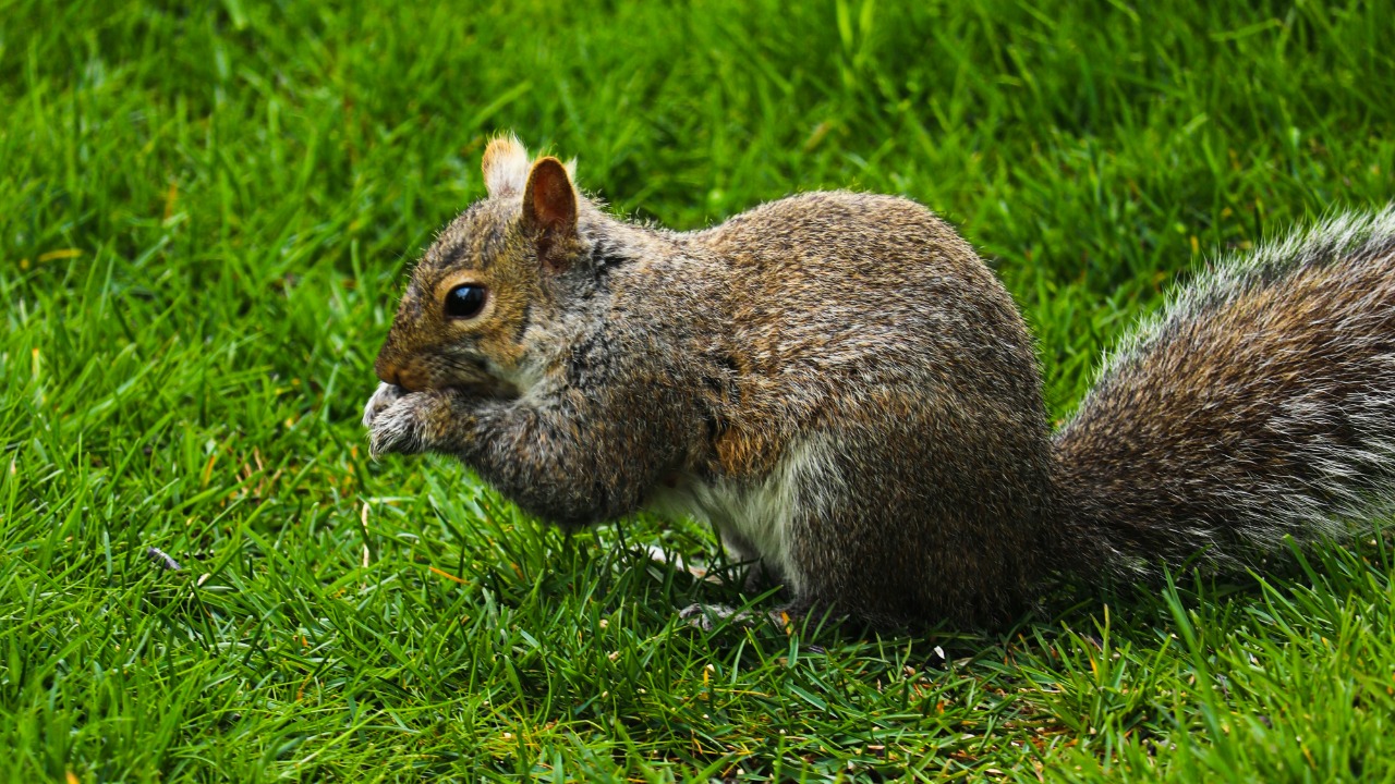 7 backyard animals experts say to keep your distance from this summer