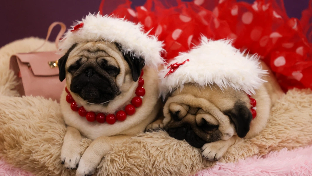 10 affectionate dog breeds that love sleeping close