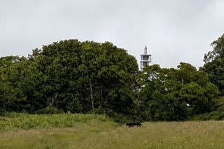 Photo claims to show big cat in Bristol park