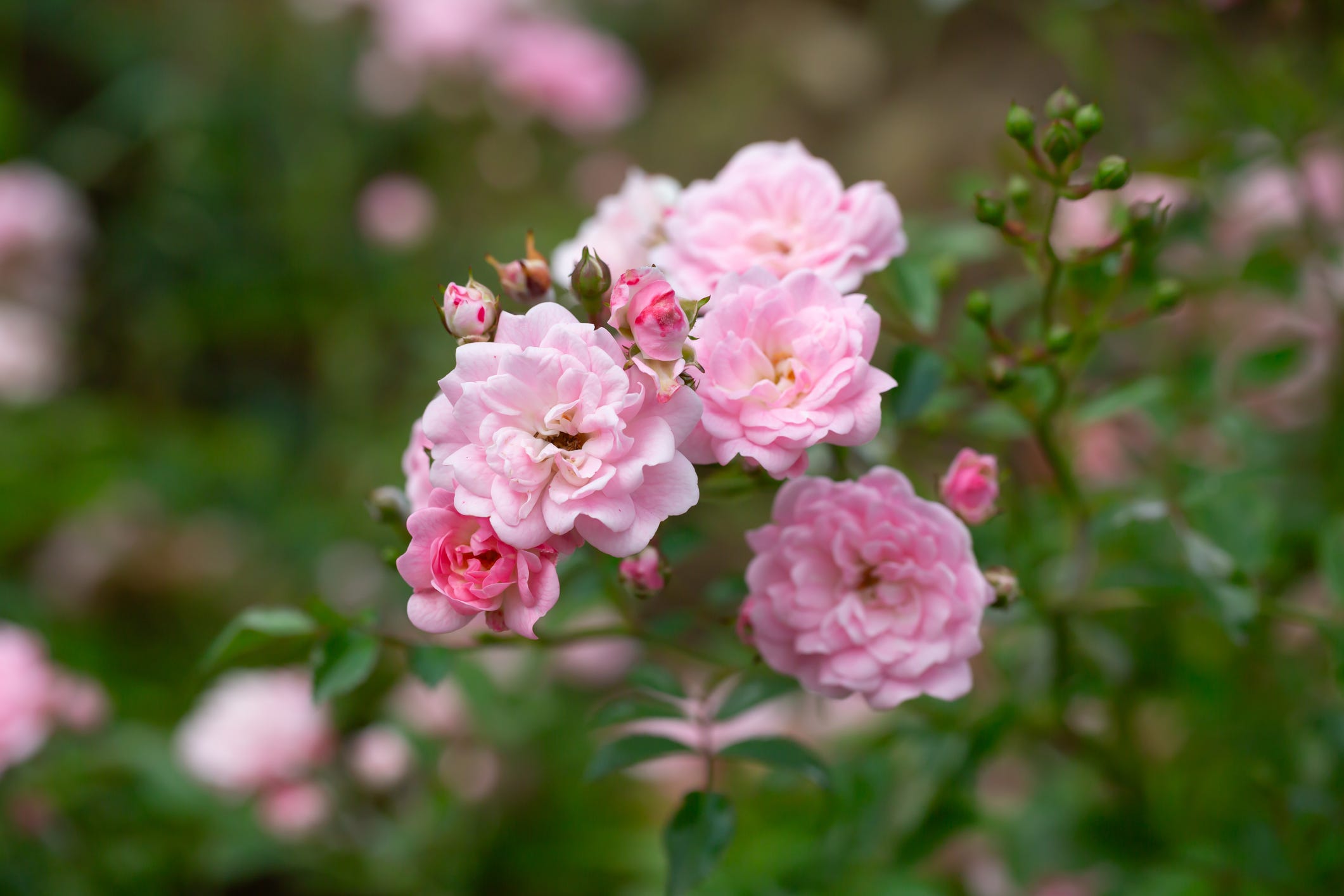 15 romantic rose varieties that will transform your garden into a ...