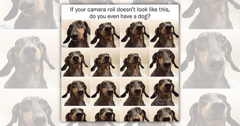 29 doggo funnies for home bodies whose pawfect day is a day with doggos