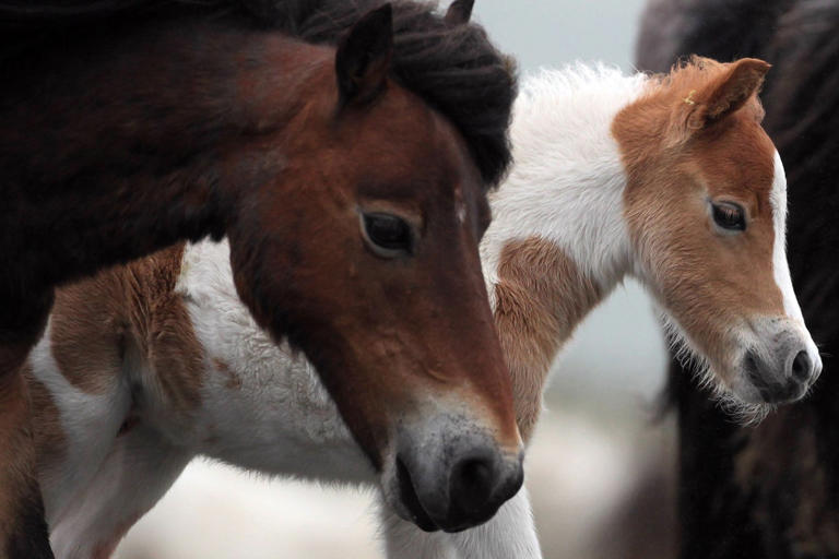 Could Dartmoor ponies be culled under new biodiversity plans?