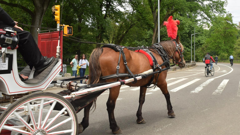 Central Park carriage horse's cause of death revealed