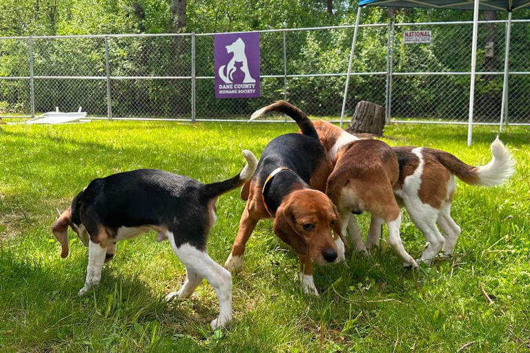 Beagle research facility in Wisconsin that drew protests is closing and ...