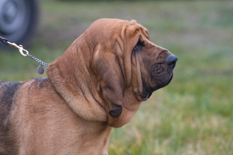 11 legendary hunting dogs that seem to know the job without being ...