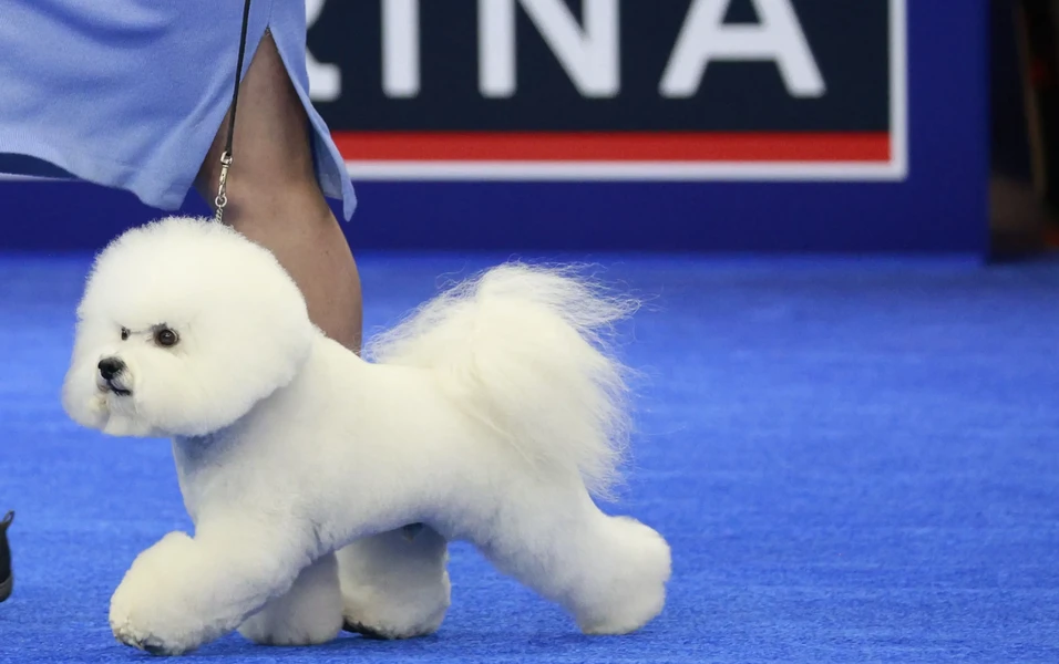 Bichon frise life: Fluffy, loyal, and full of love