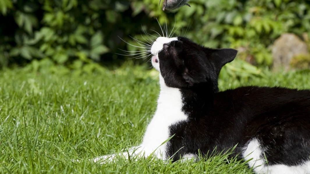 Understanding cat body language