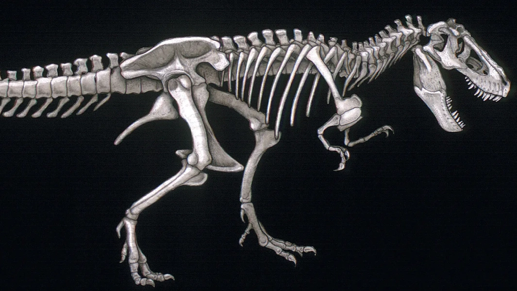 T rex’s secret to tiny arms and giant bite