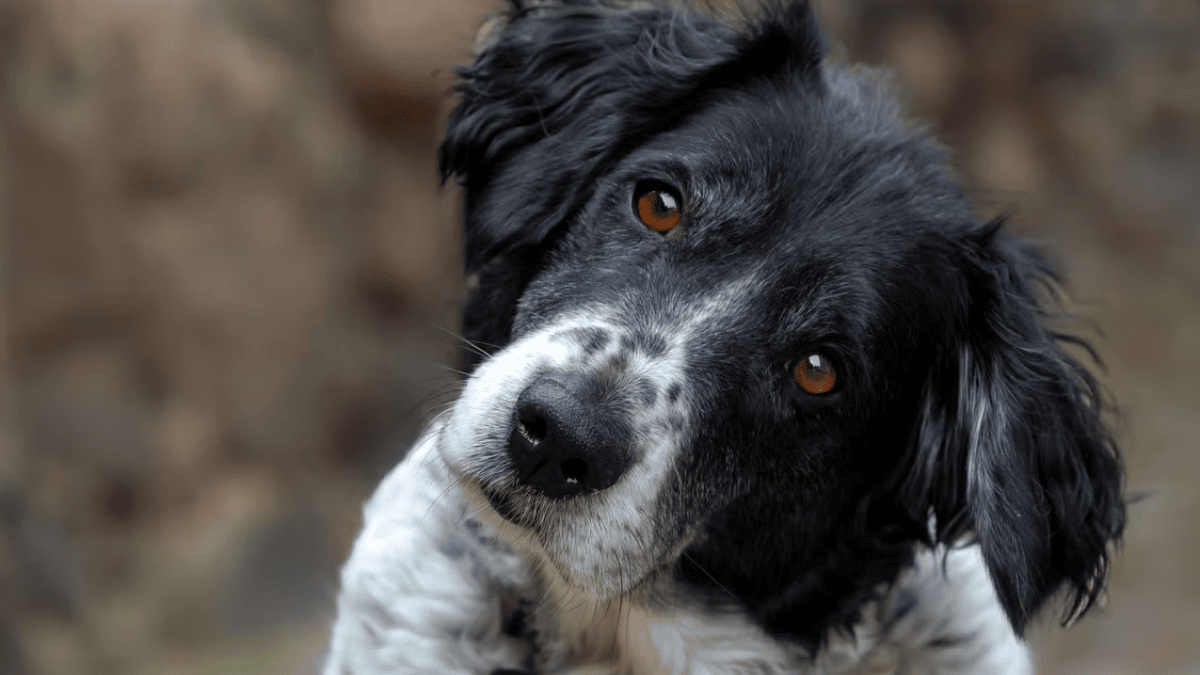 Your dog tilts their head when you talk to them. Here's the heart ...