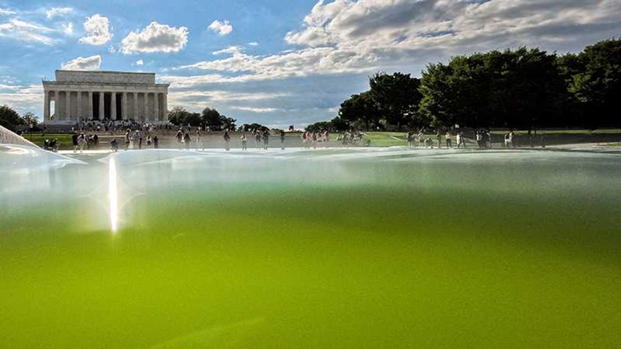 Staff spotted dumping hydrogen peroxide into reflecting pool to kill algae