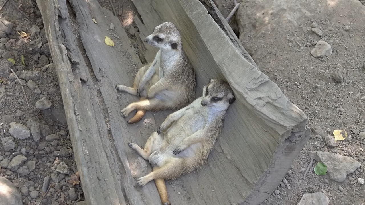 These animals have mastered the art of doing absolutely nothing