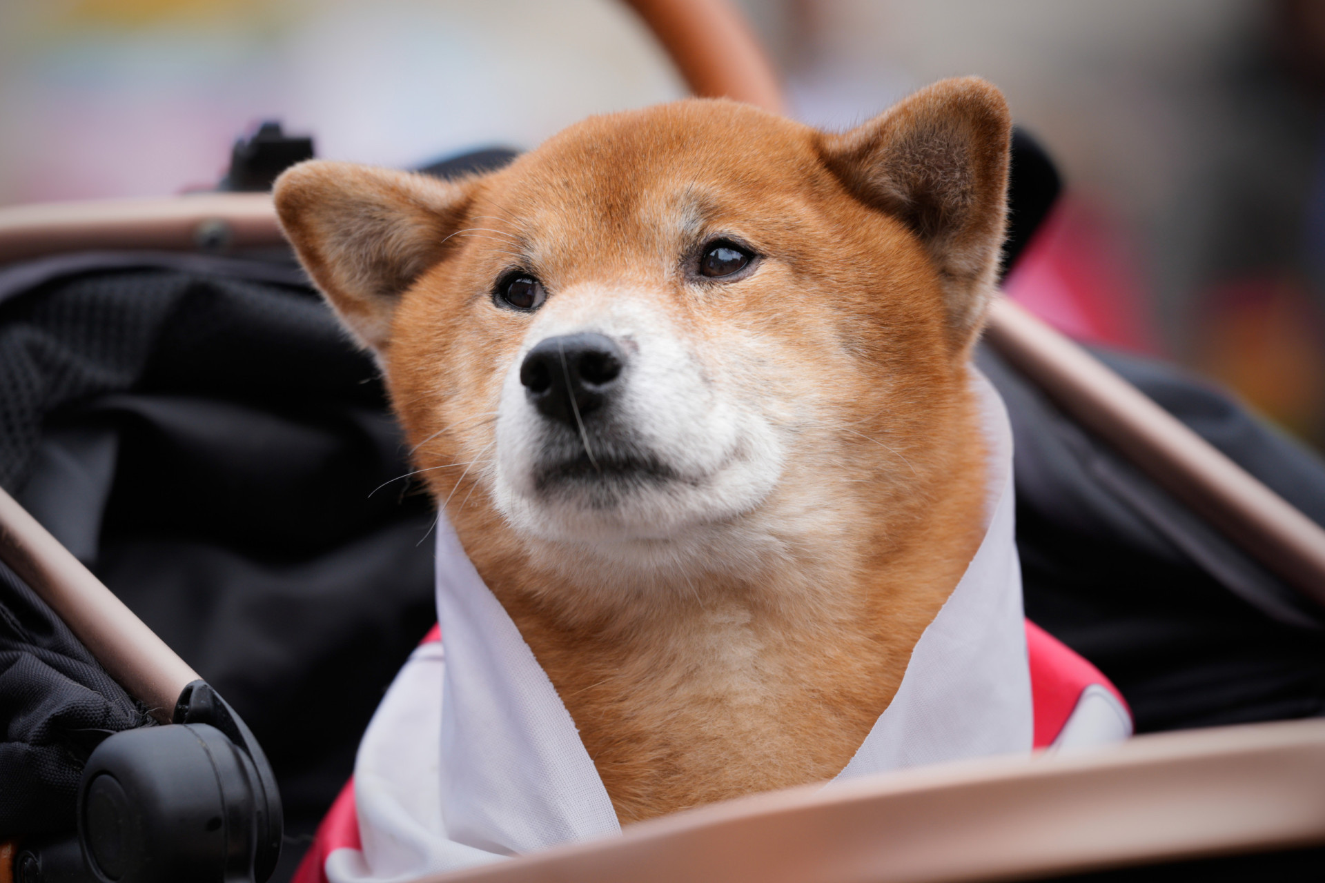 Fascinerende hundefakta: Du vil ændre syn på din hund