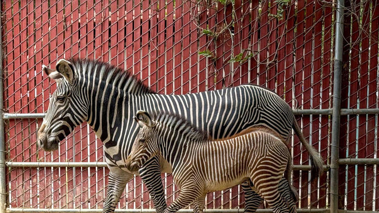 LA Zoo's newest star: Rare Grevy’s zebra foal prepares for public debut