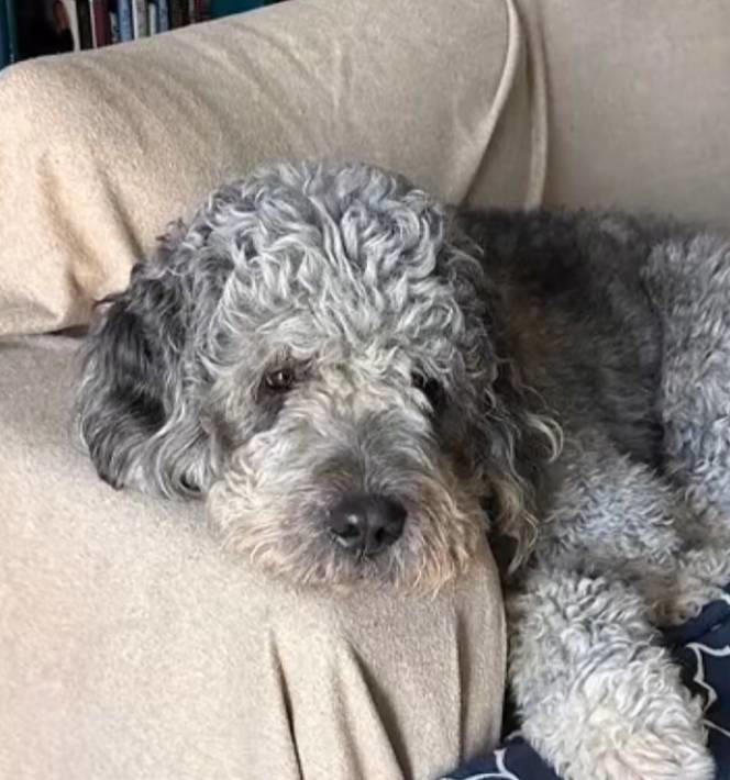 Family’s tragic reaction to discovering LAPD shot and killed dog ...