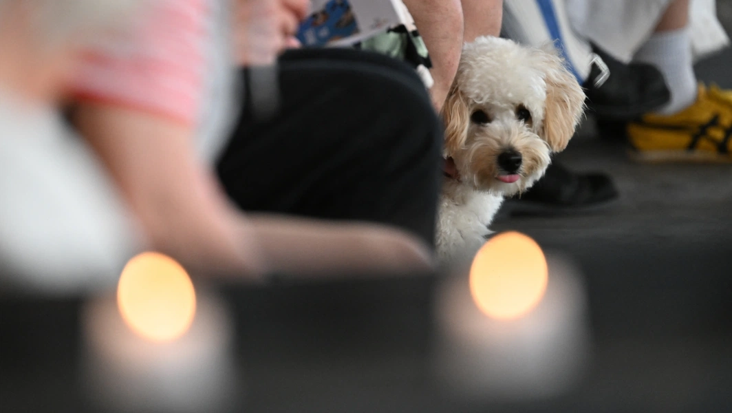 Exploring the spiritual and emotional lives of dogs